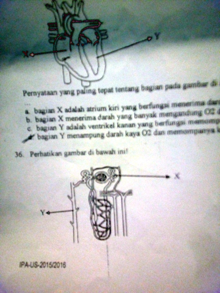 SOLVED: 36. Pernyataan yang tepat tentang X atau Y pada gambar di atas ...