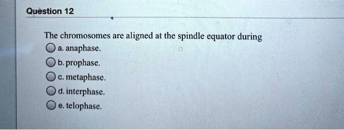 SOLVED: Question 12 The chromosomes are aligned at the spindle equator ...