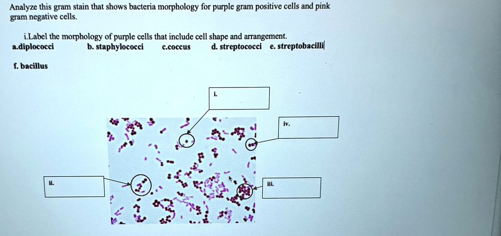 analyze this gram stain that shows bacteria morphology for purple gram ...