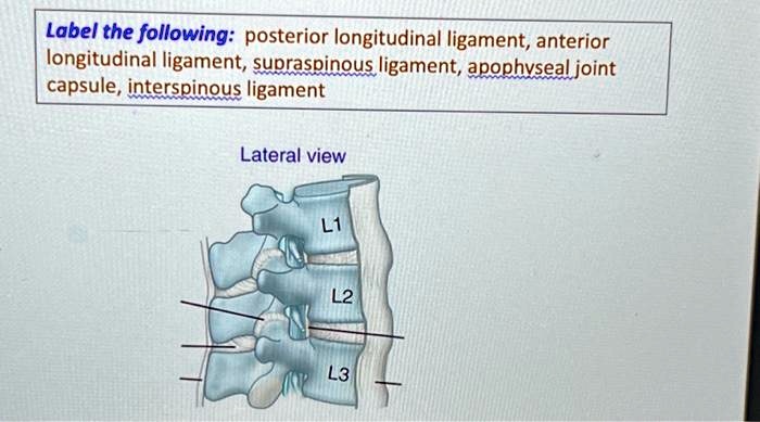 SOLVED: Please label: Posterior longitudinal ligament, anterior ...