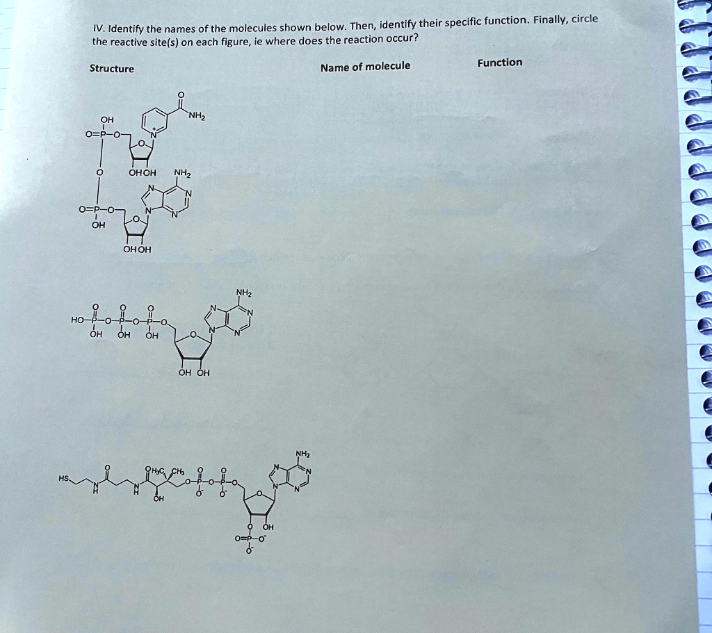 IV. Identify the names of the molecules shown below. Then, identify ...