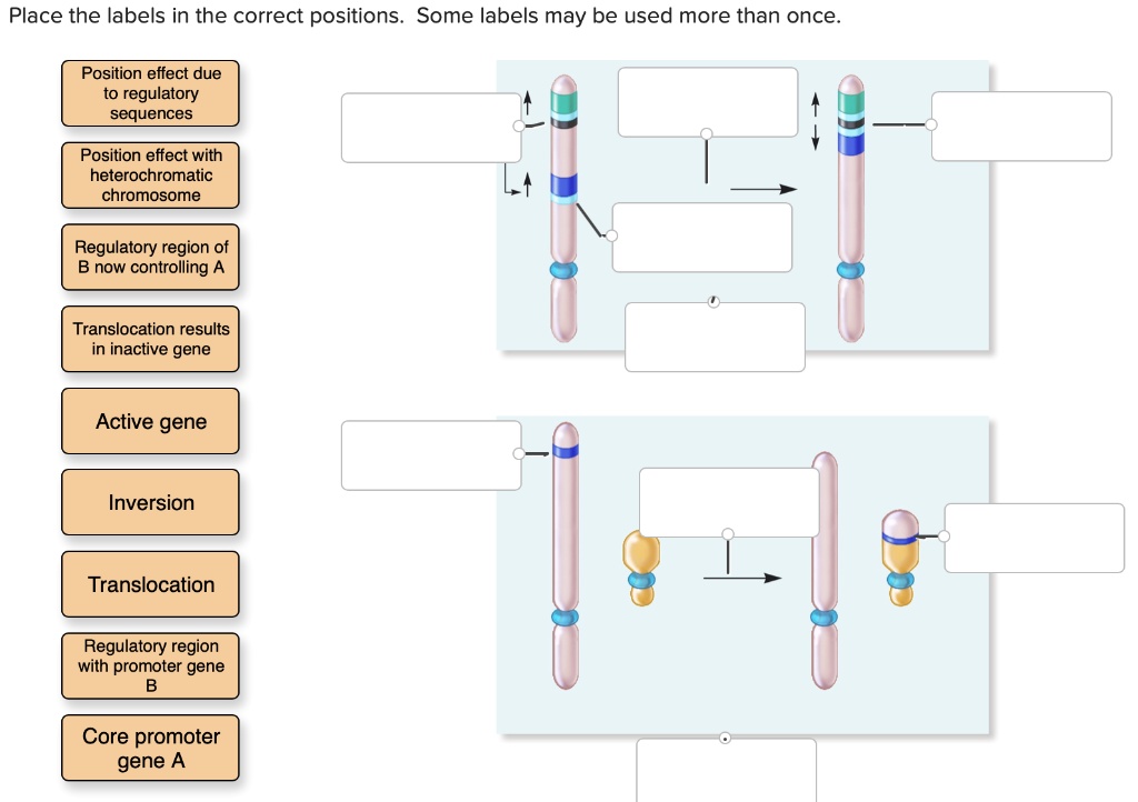 SOLVED: Place the labels in the correct positions: Some labels may be ...