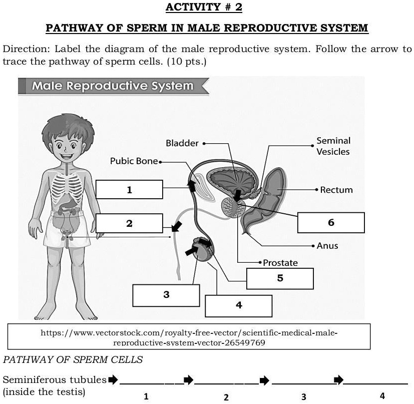 ACTIVITY # 2 PATHWAY OF SPERM IN MALE REPRODUCTIVE SYSTEM Direction ...
