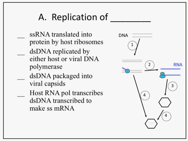 SOLVED: A Replication of ssRNA translated into protein by host ...