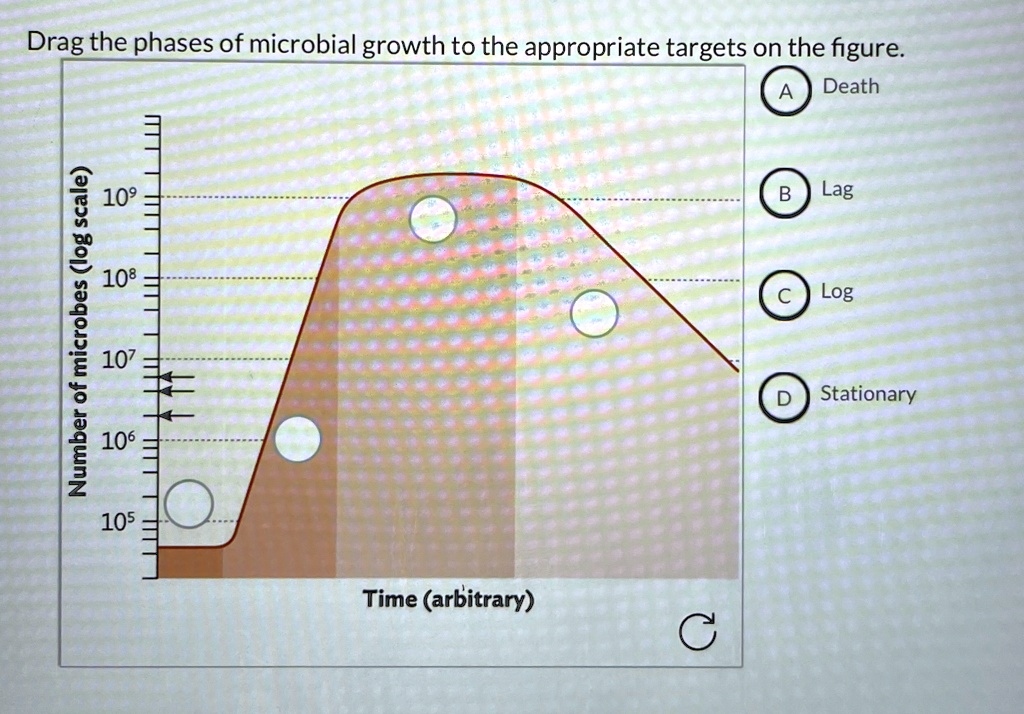 drag the phases of microbial growth to the appropriate targets on the ...