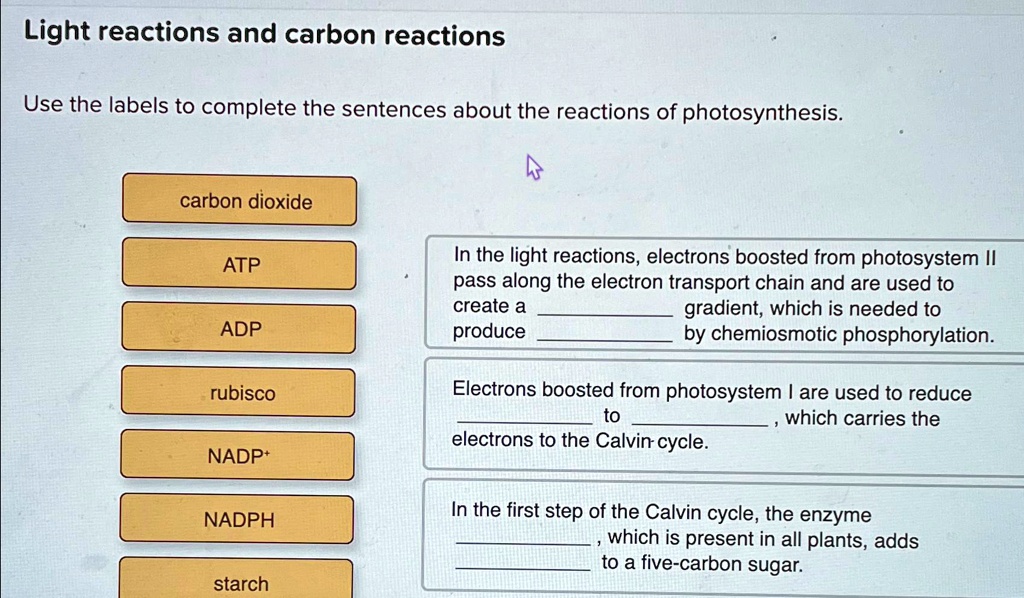 SOLVED: Light reactions and carbon reactions Use the labels to complete ...