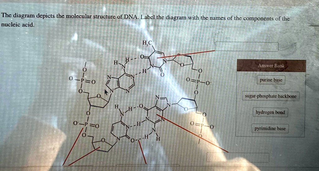 The diagram depicts the molecular structure of DNA. Label the diagram ...