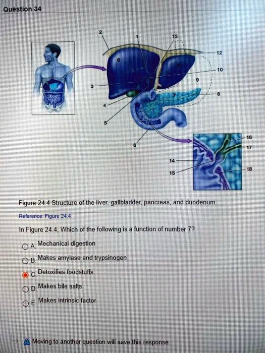 SOLVED: Text: #7 is the pancreas Question 34 Figure 24.4 Structure of ...