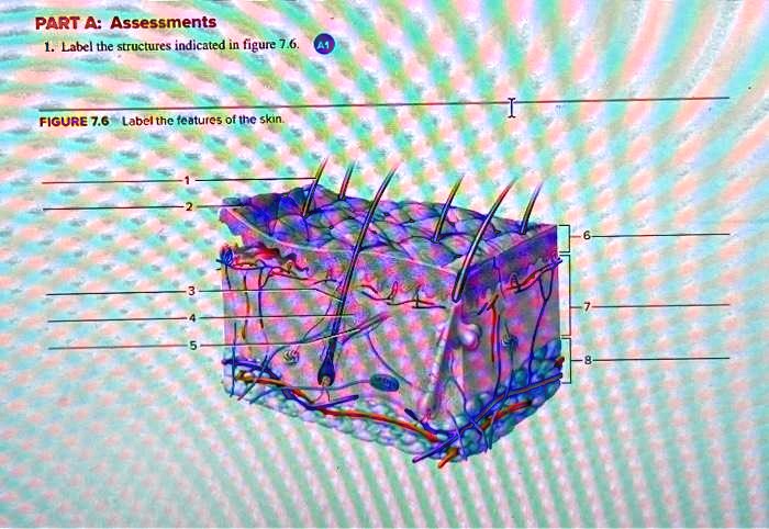 PART A: Assessments 1. Label the structures indicated in figure 7.6 ...