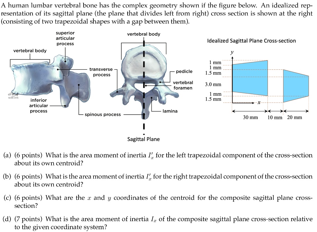SOLVED: A human lumbar vertebral bone has the complex geometry shown in ...
