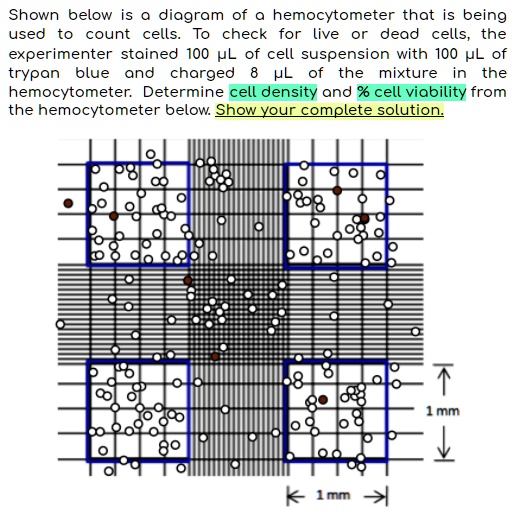 SOLVED:Shown below diagram of hemocytometer that being used count cells ...