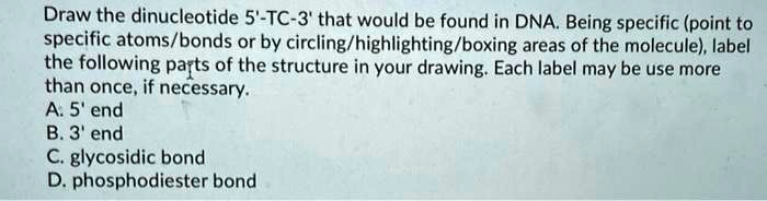 draw the dinucleotide 5 tc 3 that would be found in dna being specific ...