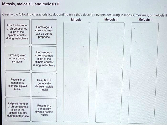 mitosis meiosis and meiosis ii classify the following characteristics depending on if they ...