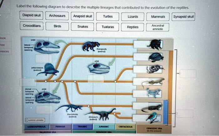 SOLVED:Label the folloving dlagram describe Ihe multiple lineages Ihat ...