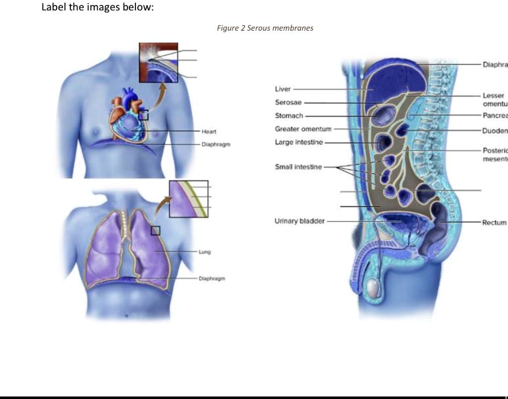 Label the images below: Figure 2 Serous membranes Diaphra Liver Lesser ...