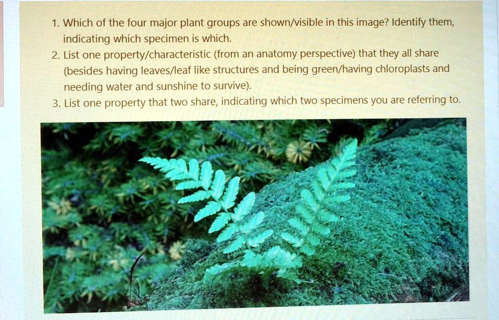 SOLVED Which Of The Four Major Plant Groups Are Shown visible In This