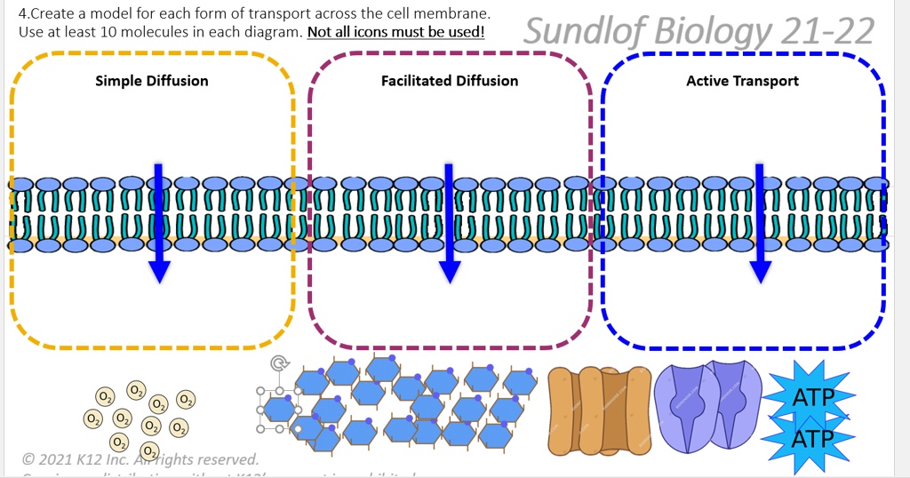 4.Create a model for each form of transport across the cell membrane ...