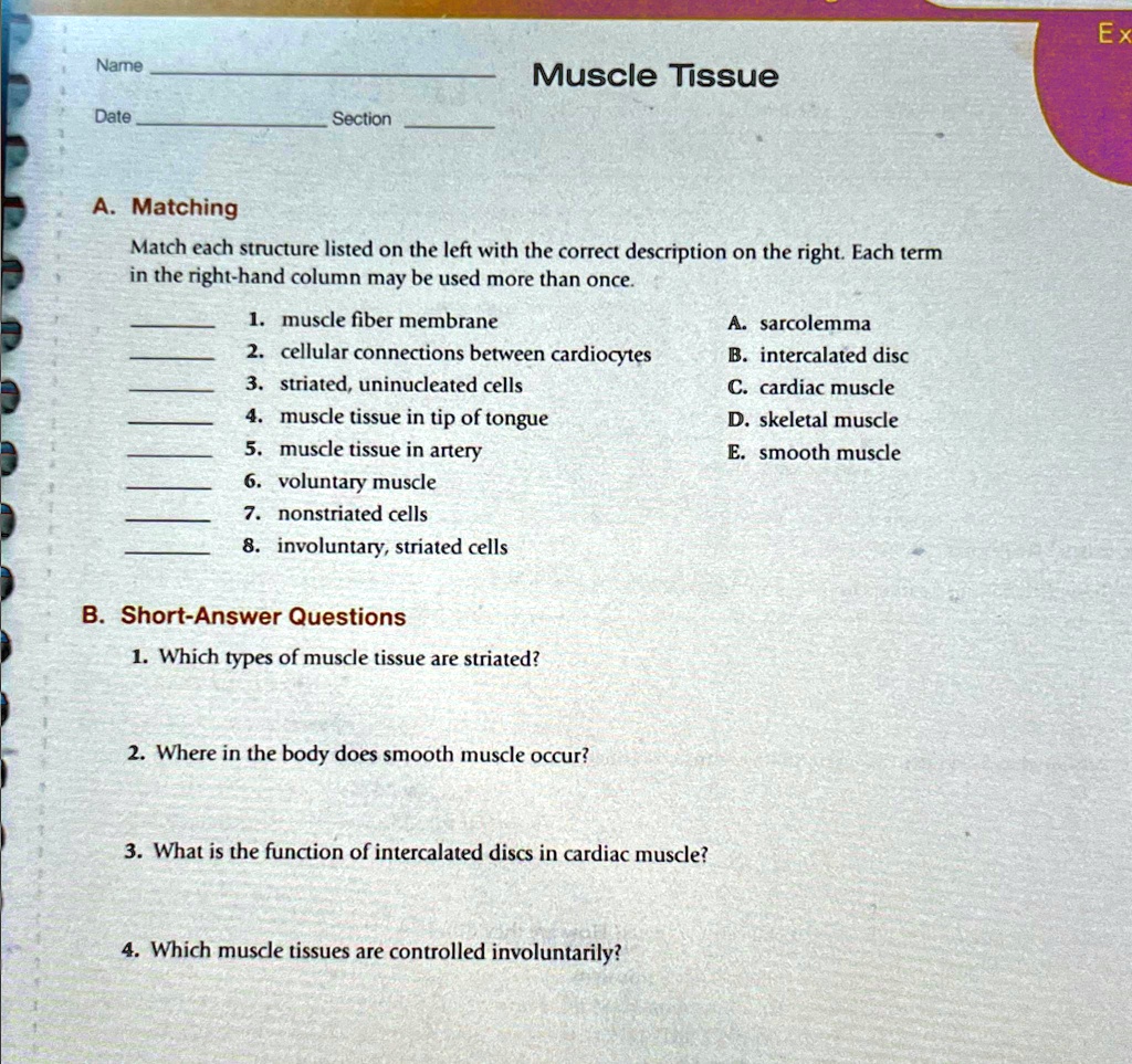 SOLVED: Name: Muscle Tissue Date: Section: A. Matching Match each ...