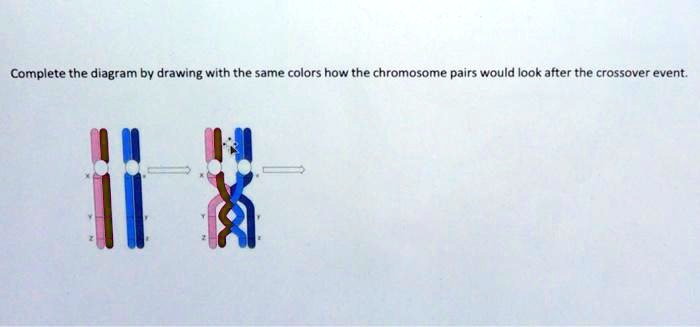 SOLVED: Complete the diagram by drawing with the same colors how the ...