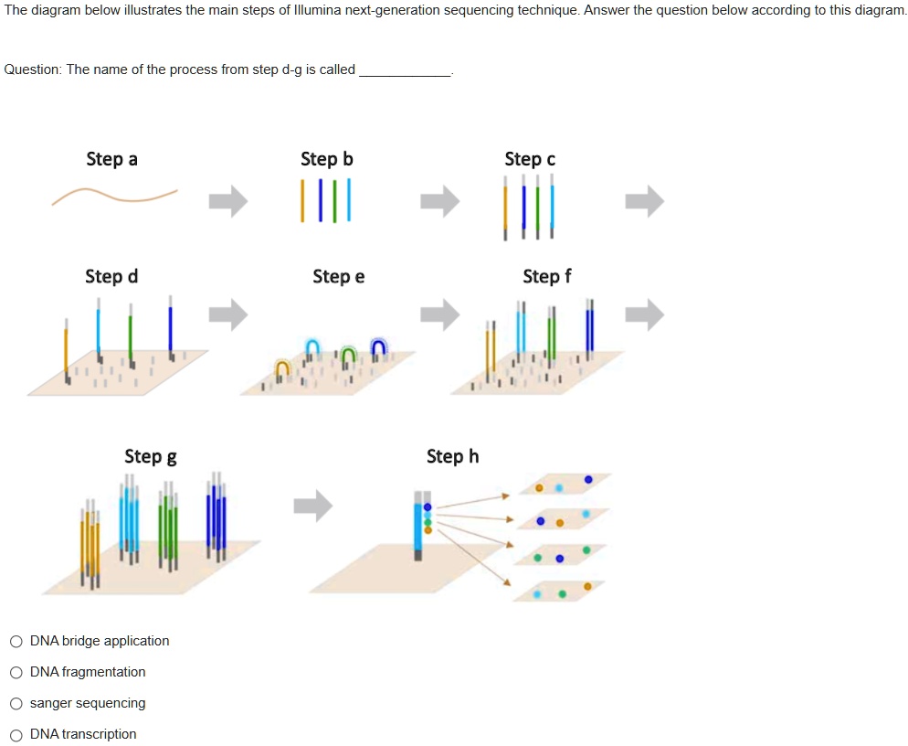 The diagram below illustrates the main steps of Illumina next ...