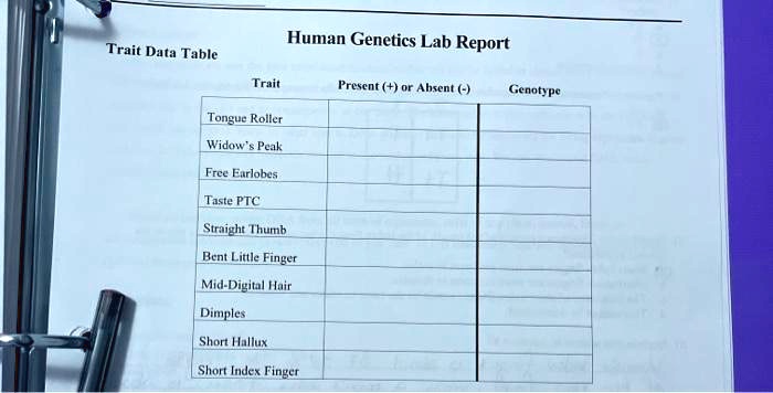 SOLVED: Human Genetics Lab Report Trait Data Table Trait Present (+) or ...