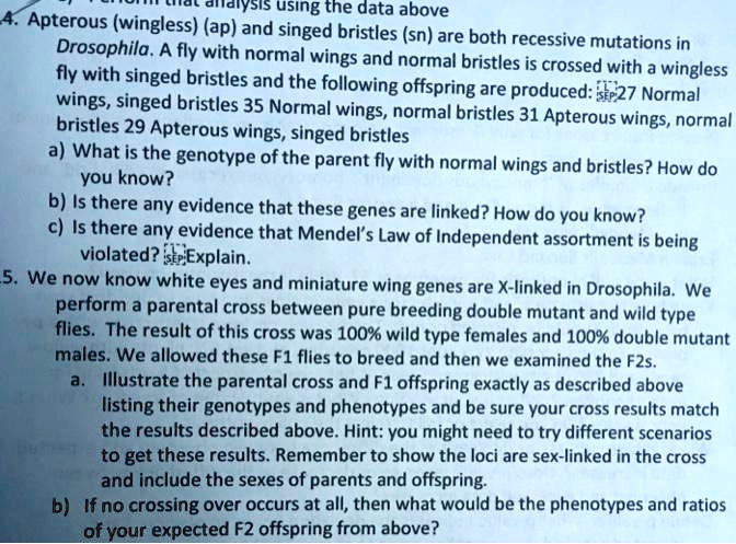 SOLVED: ctaiysis using the data above Apterous (wingless) (ap) and ...