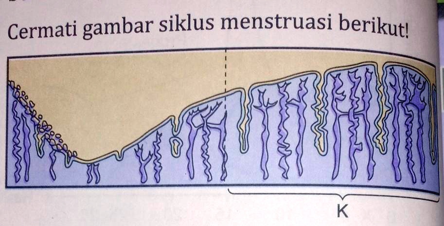 SOLVED: pada fase yang ditunjuk huruf K, diproduksi hormon progesteron ...