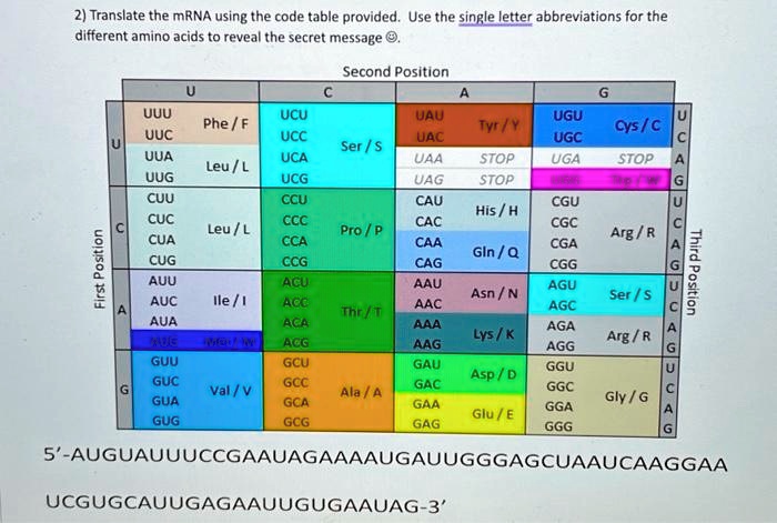 SOLVED: 2) Translate the mRNA using the code table provided. Use the ...