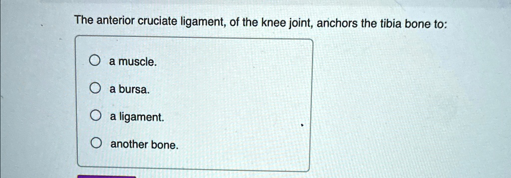 The anterior cruciate ligament, of the knee joint, anchors the tibia ...