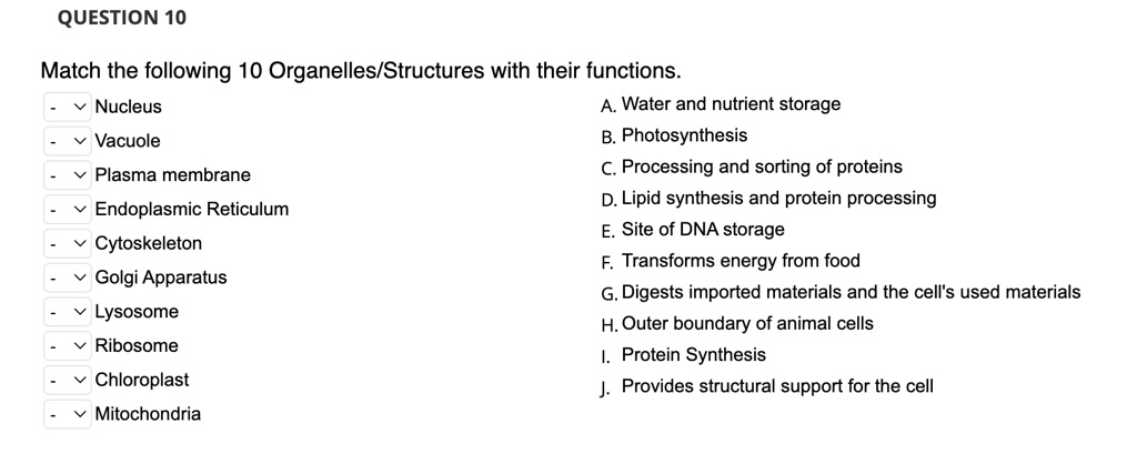 QUESTION 10 Match the following 10 Organelles/Structures with their ...