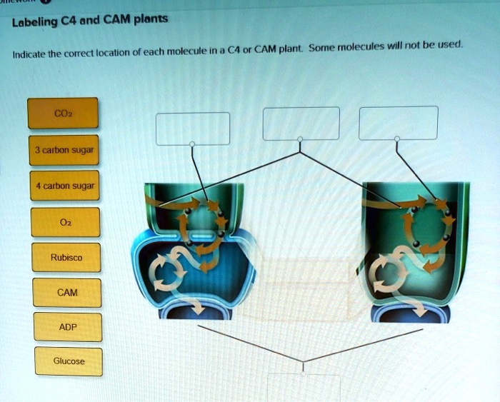 SOLVED: Labeling C4 and CAM plants will not be used: Indicate the ...