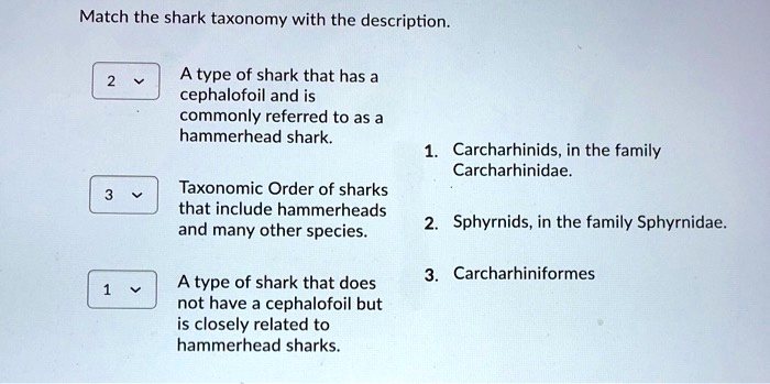 SOLVED: Match the shark taxonomy with the description A type of shark ...