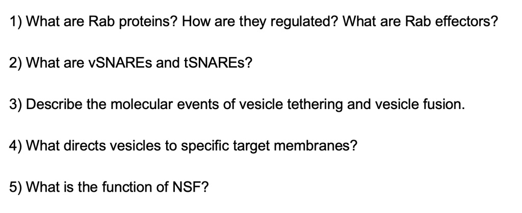 SOLVED: 1) What are Rab proteins? How are they regulated? What are Rab ...