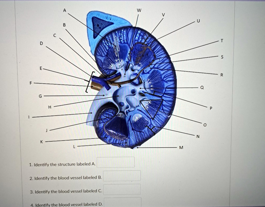 F A W V U B C D E G H J K L 1. Identify the structure labeled A. 2 ...
