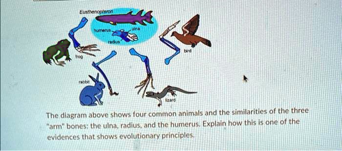 Eusthenopteron humerus radius frog rabbit lizard The diagram above ...