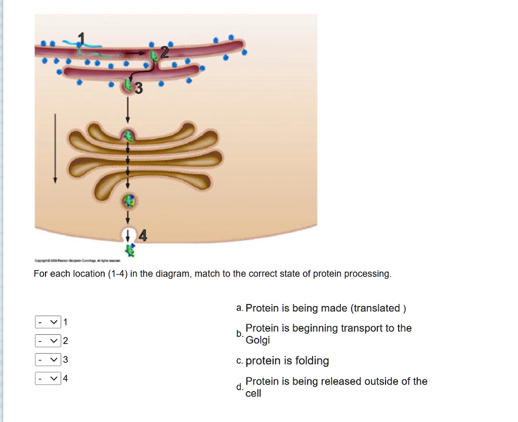 SOLVED:For each location (1-4) in the diagram, match to the correct ...