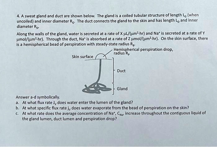 SOLVED: A sweat gland and duct are shown below: The gland is a coiled ...