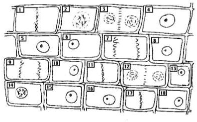 label all 18 phases of mitosis of an onion root cell use the words ...