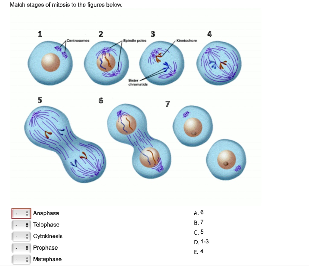 SOLVED: Match stages of mitosis to the figures below: 1. Prophase 2. Metaphase 3. Anaphase 4 ...