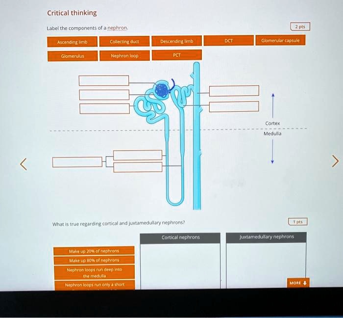 Critical thinking Label the components of a nephron. Ascending limb Glomerulus 2 pts Collecting ...