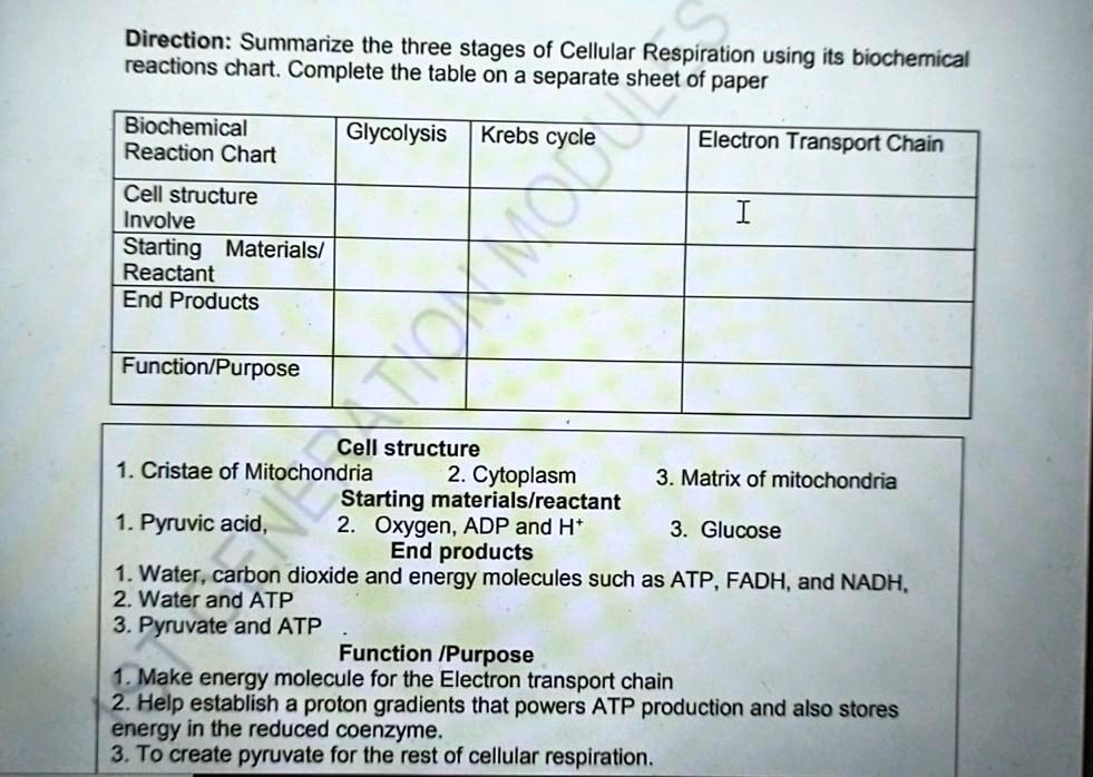 Direction: Summarize the three stages of Cellular Respiration using its ...