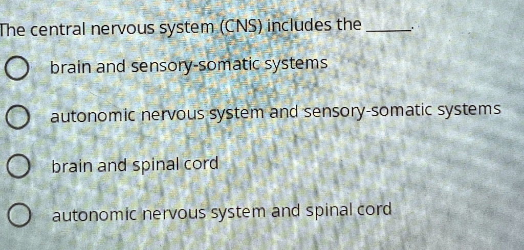 the central nervous system cns includes the brain and sensory somatic ...
