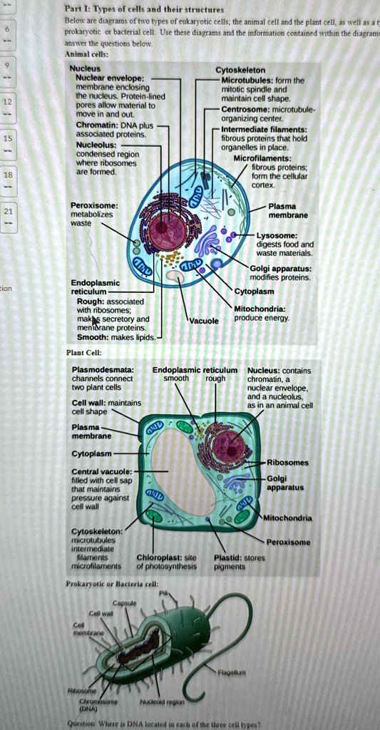 Part I: Types of cells and their structures Below are diagrams of two ...