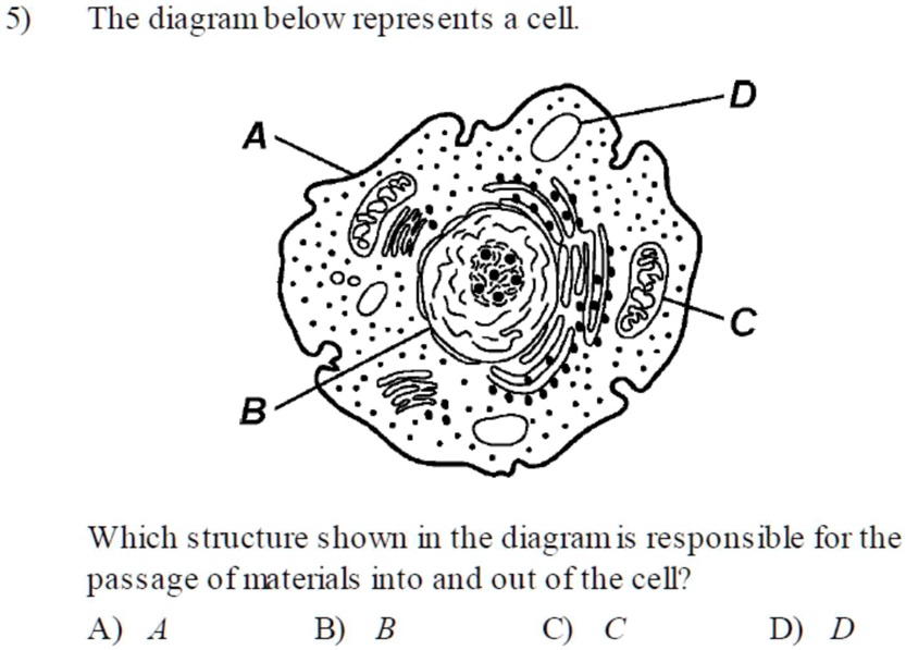 SOLVED: 'Which structure shown in the diagram is responsible for the ...
