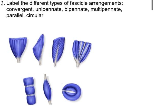 SOLVED: Label the different types of fascicle arrangements: convergent, unipennate, bipennate ...