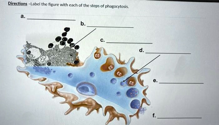 Directions -Label the figure with each of the steps of phagocytosis. a ...