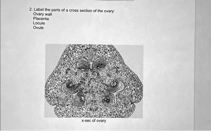 SOLVED: 2.Label the parts of a cross section of the ovary Ovary wall ...