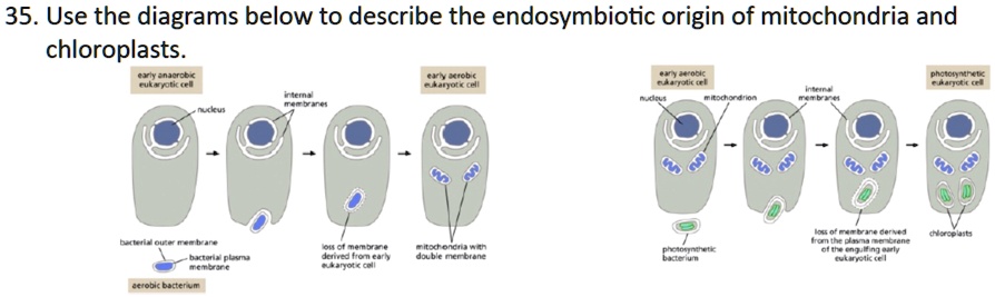 SOLVED: Use the diagrams below to describe the endosymbiotic origin of ...