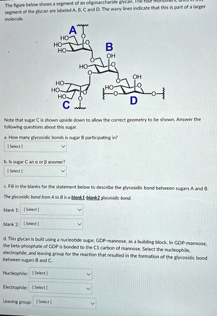 the figure below shows a segment of an oligosaccharide glycan the four ...