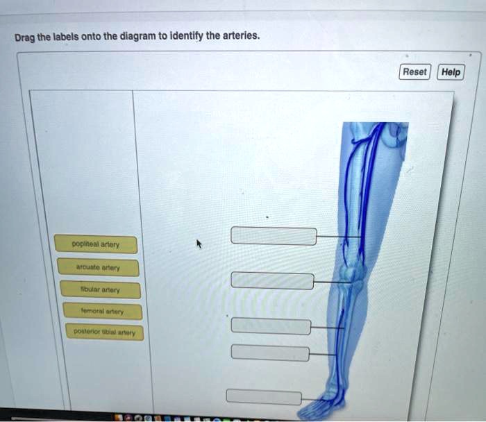 Drag the labels onto the diagram to identify the arteries. popliteal artery arcuate artery ...